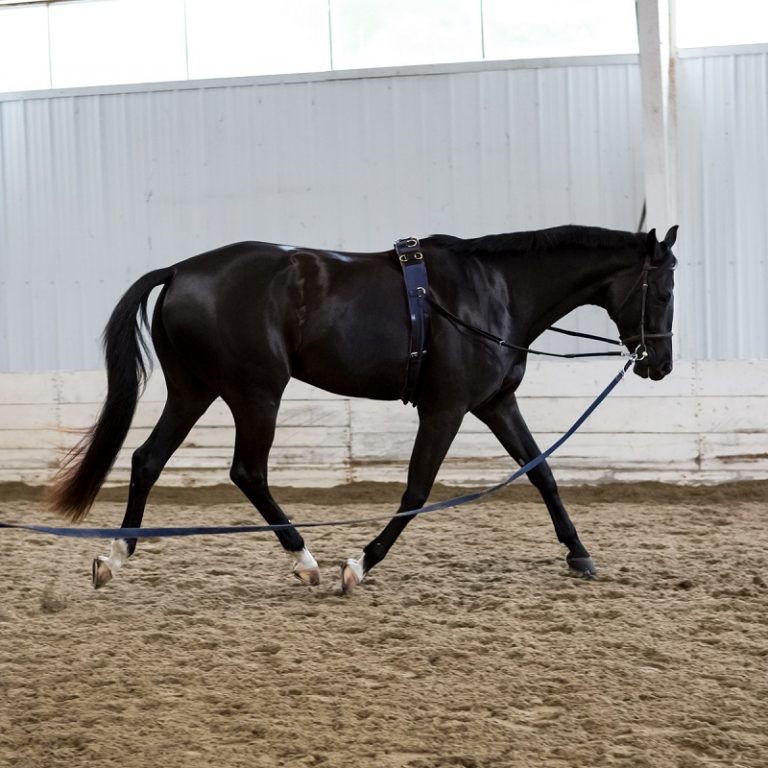 Horse Training: Info on Surcingles | InfoType